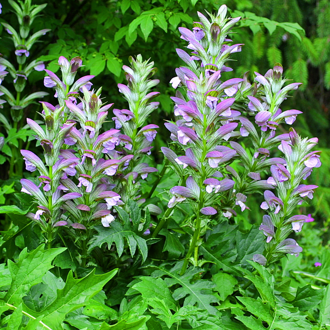 B Renklau Acanthus Mollis Wei