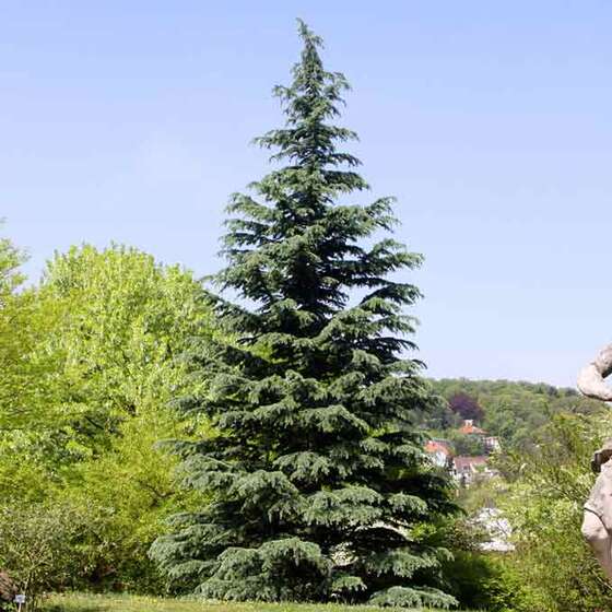 Online Shop - Praskac Pflanzenland