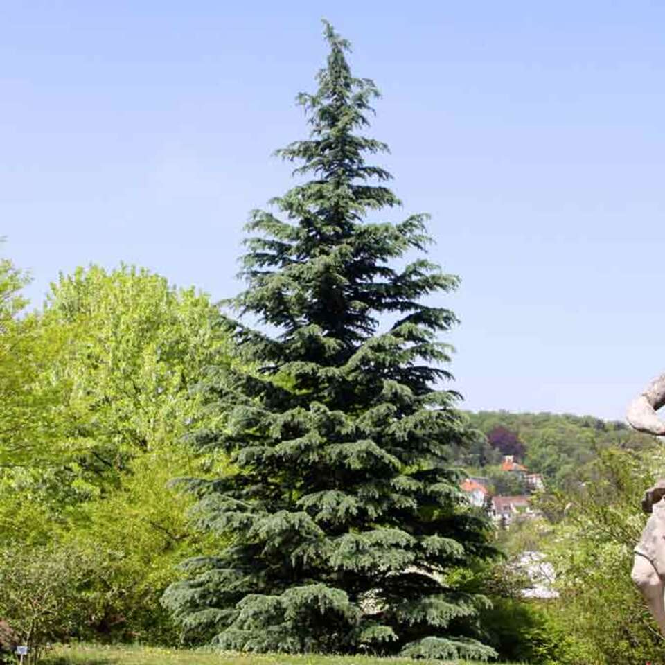 Online Shop - Praskac Pflanzenland