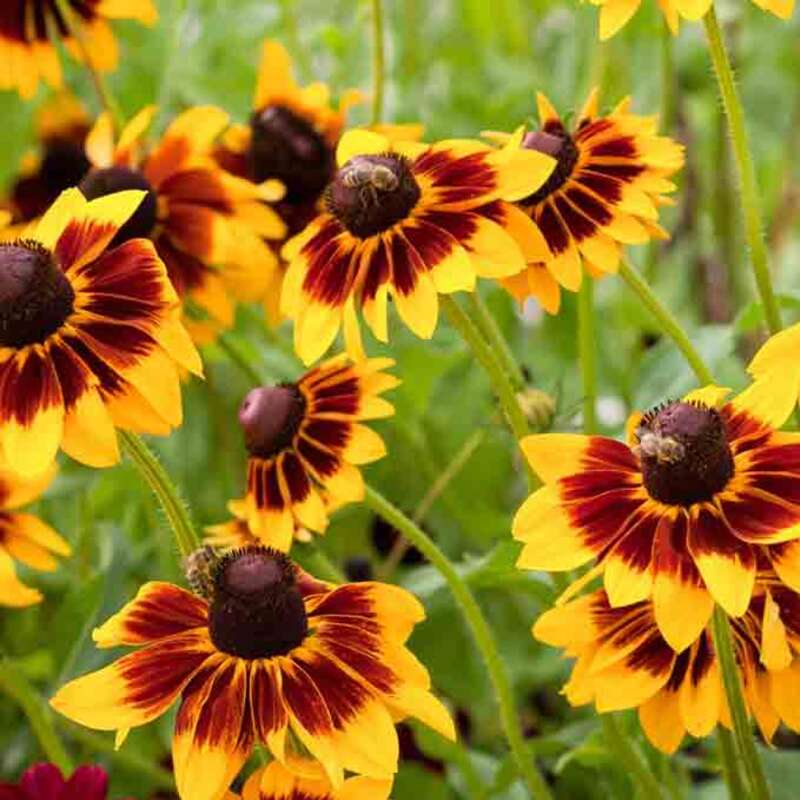 Online Shop - Praskac Pflanzenland