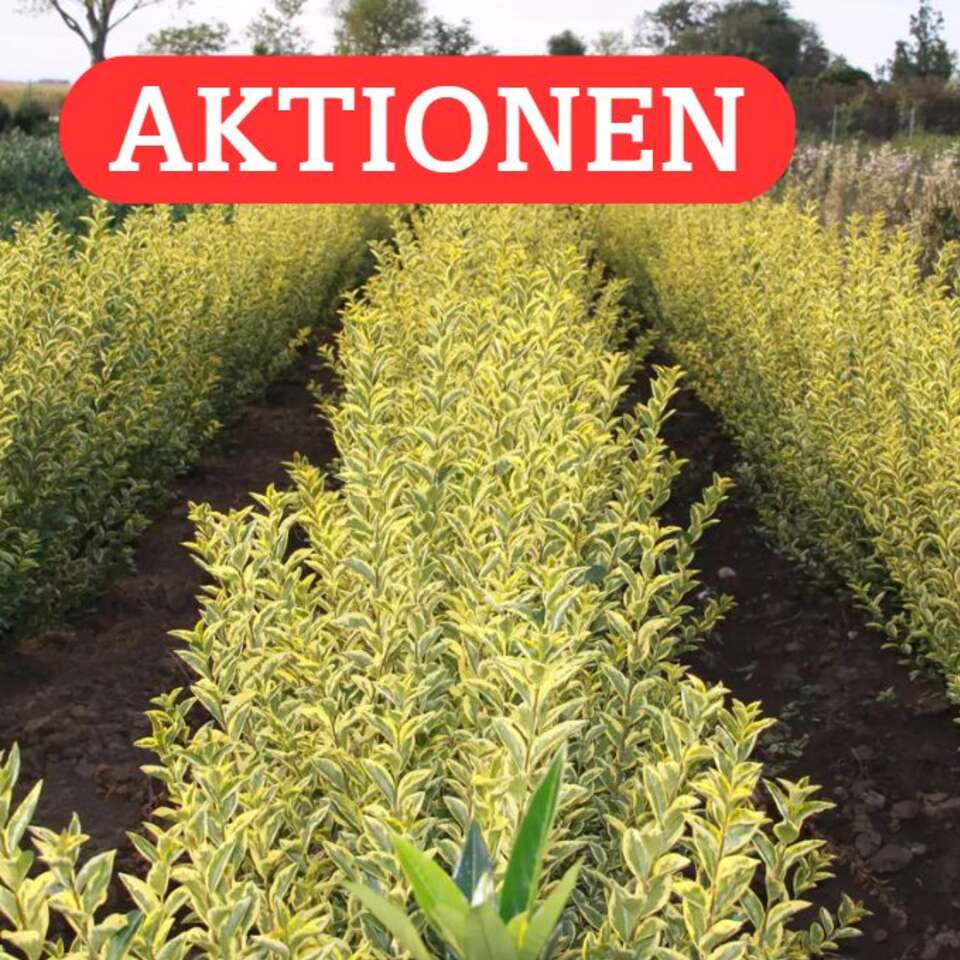 Online Shop - Praskac Pflanzenland