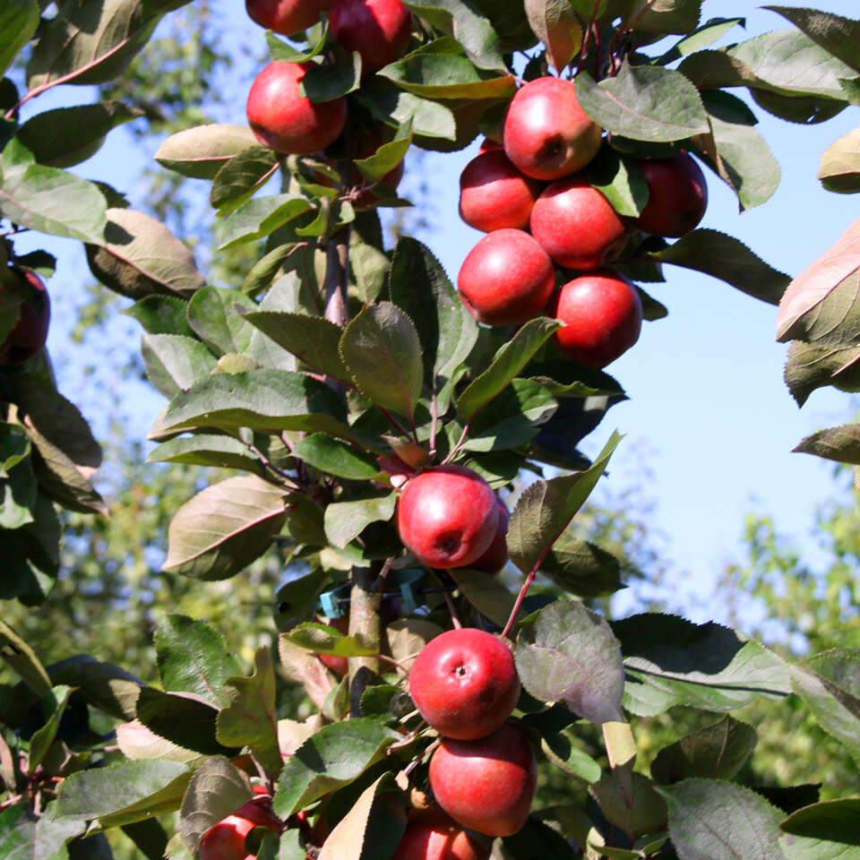 Online Shop - Praskac Pflanzenland