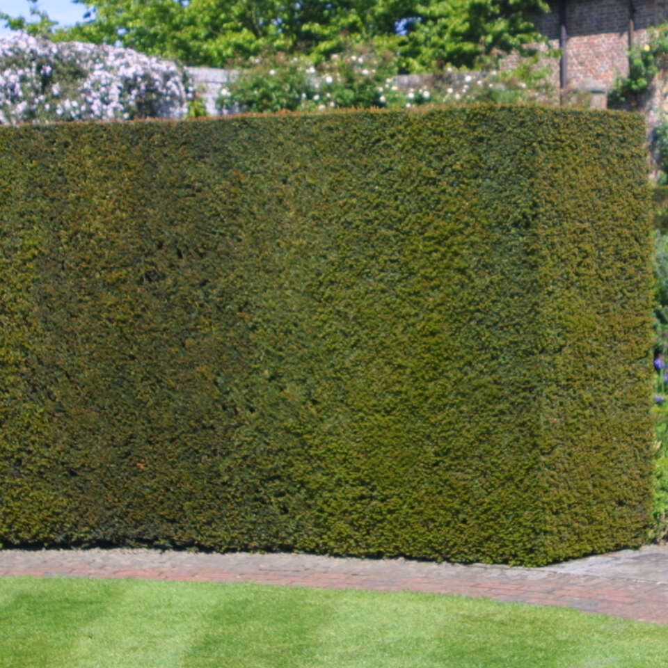 Hecken | Vom Gärtner mit Anwuchsgarantie kaufen - rasche Lieferung