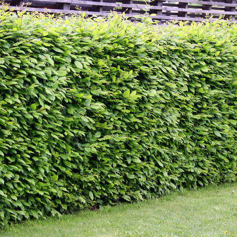 Hecken | Vom Gärtner mit Anwuchsgarantie kaufen - rasche Lieferung