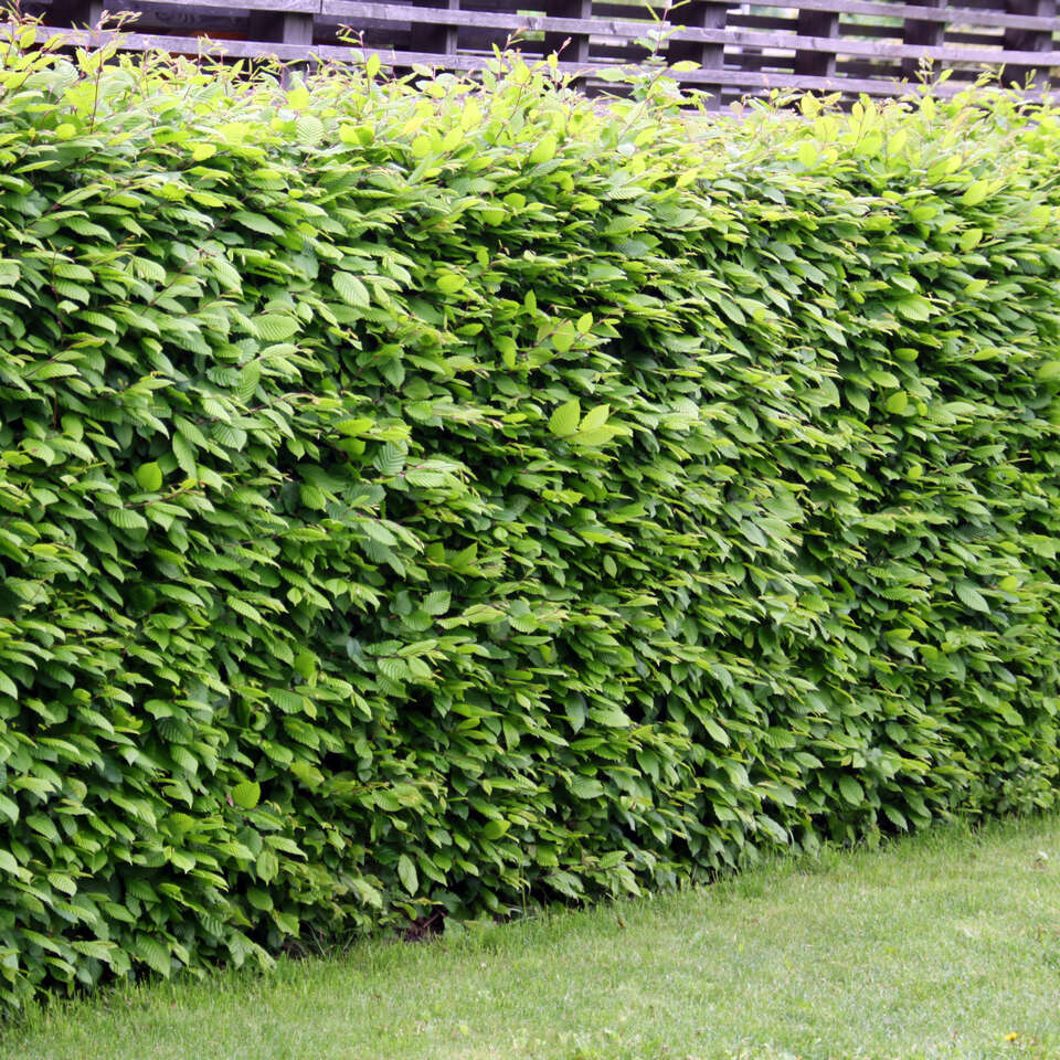 Heckenpflanzen | Vom Gärtner mit Anwuchsgarantie kaufen - rasche Lieferung