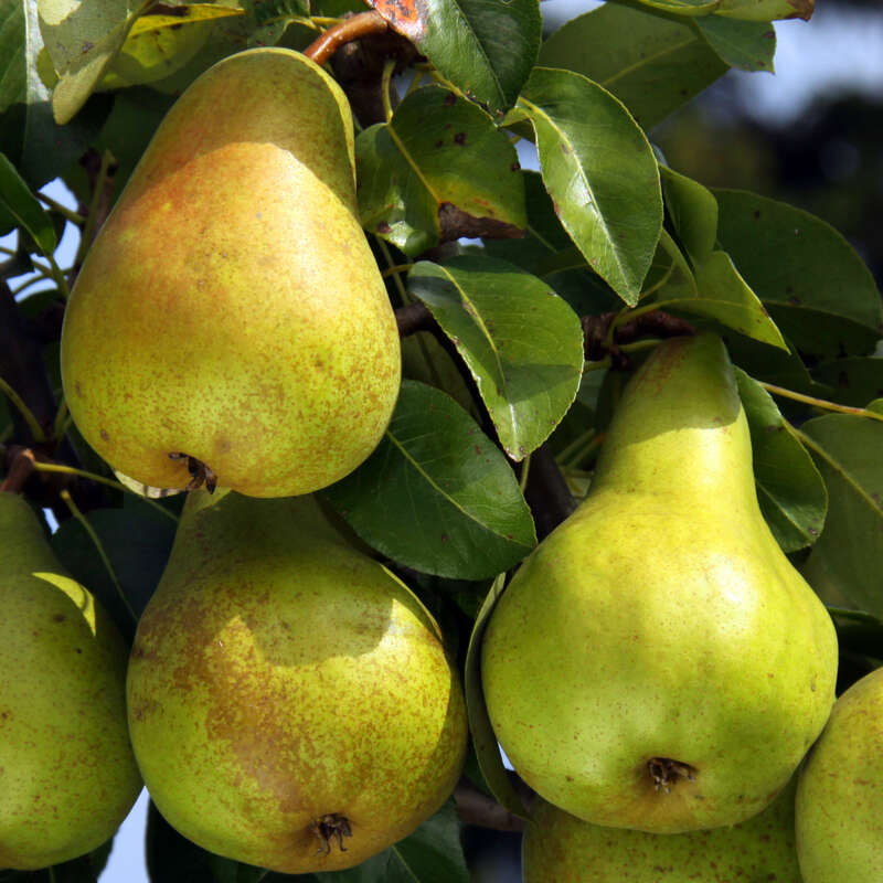 Obstgehölze und Obstbäume | Vom Gärtner mit Anwuchsgarantie kaufen ...