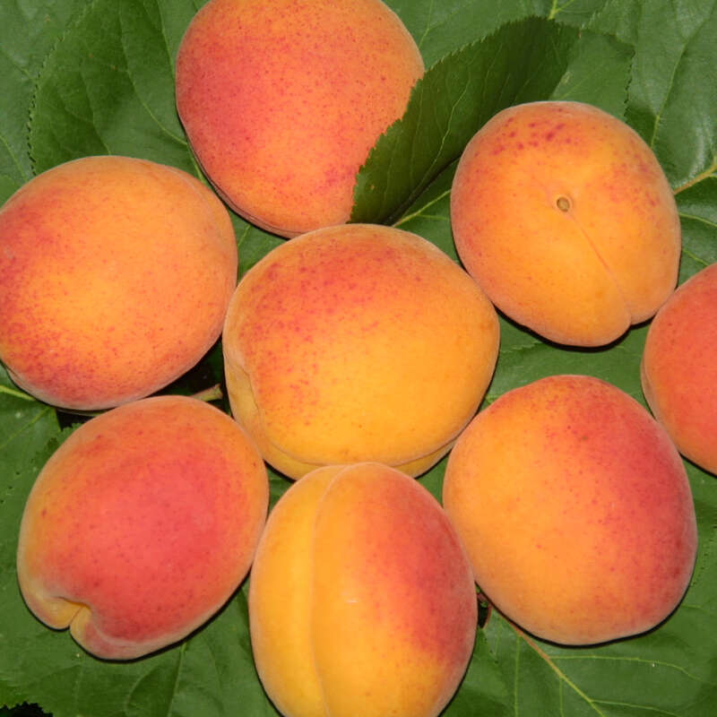 Obstgehölze und Obstbäume | Vom Gärtner mit Anwuchsgarantie kaufen ...