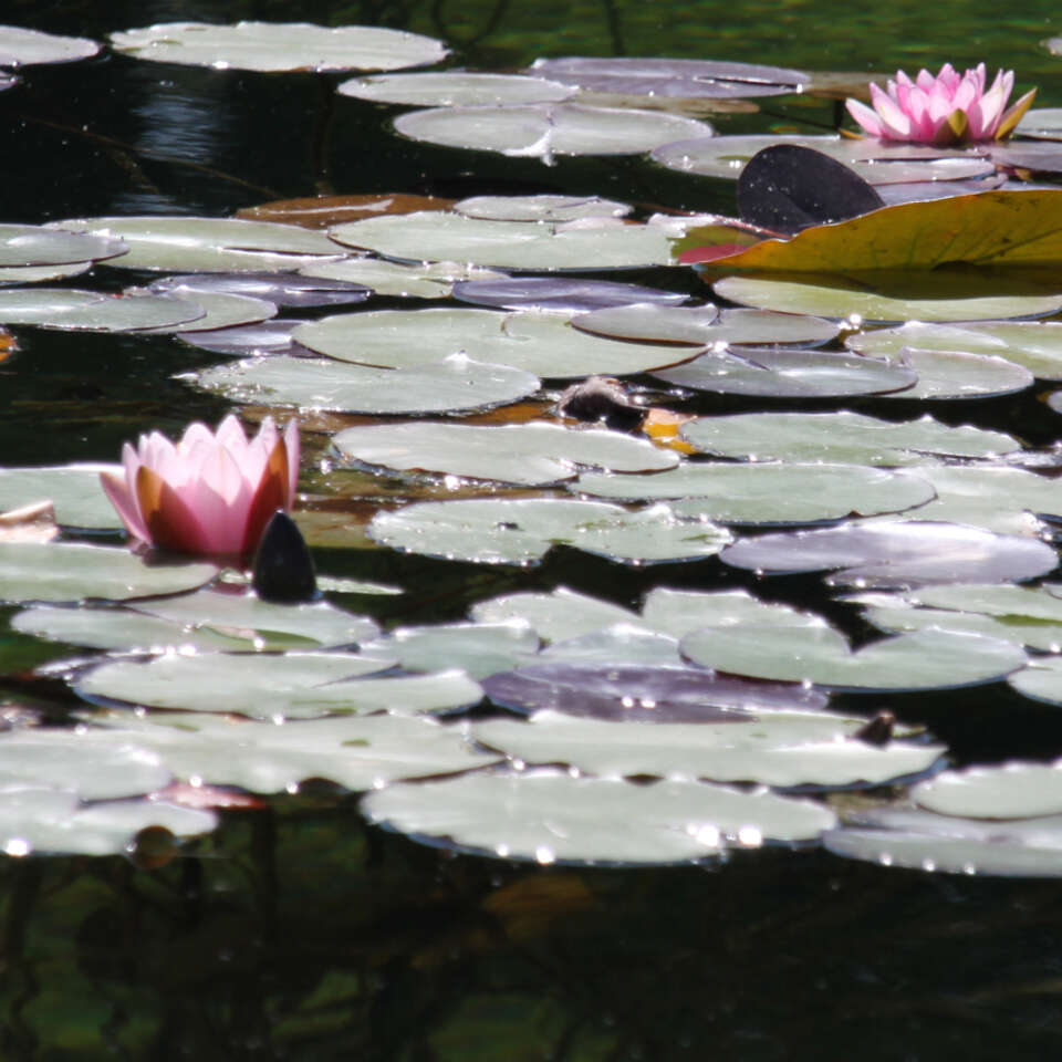 Praskac - Das Pflanzenland