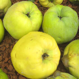 Obstgehölze und Obstbäume | Vom Gärtner mit Anwuchsgarantie kaufen ...
