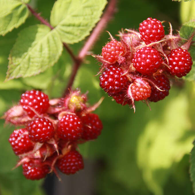 Japanische Weinbeere - Rubus phoenicolasius - weiß