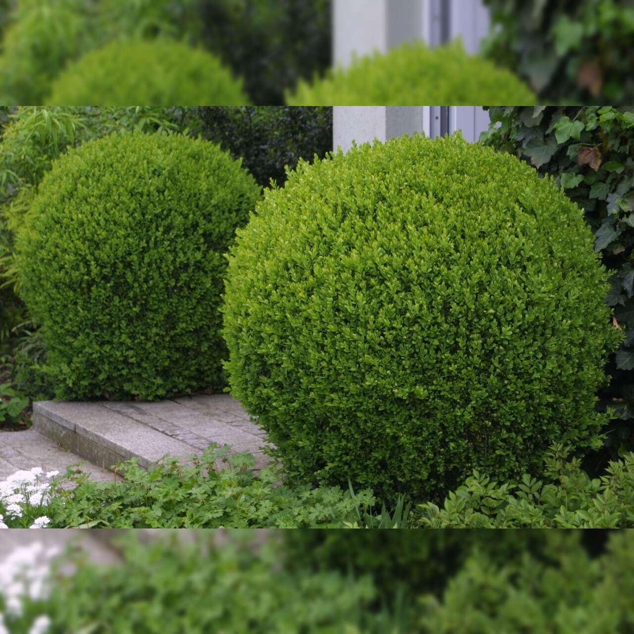 Buchs - Buxus sempervirens - grün
