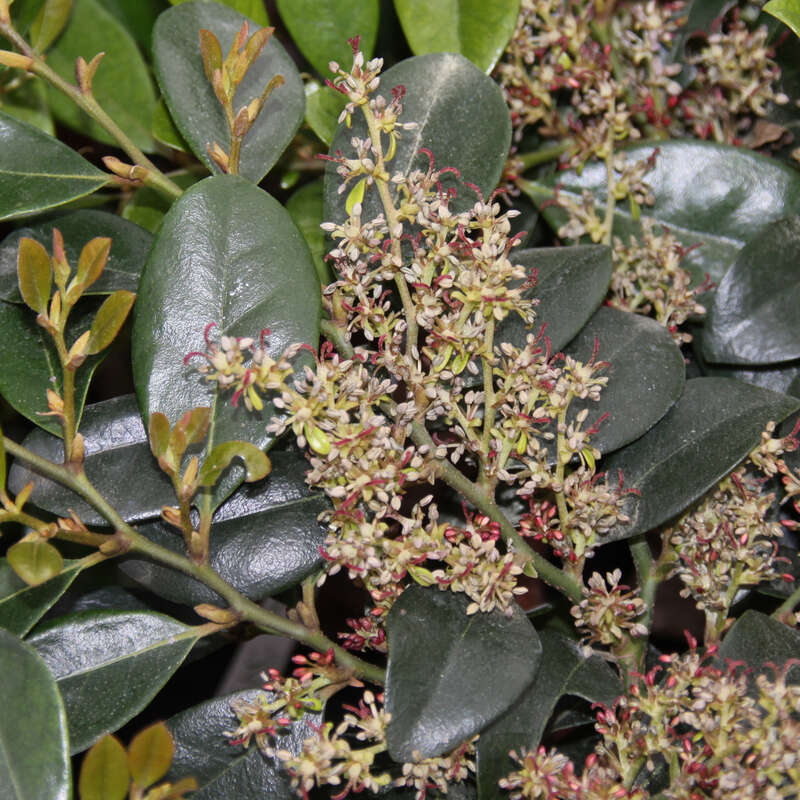 Isubaum, Zweigriffel - Distylium racemosum - rot
