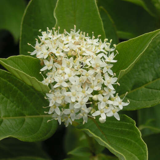 Weißer Hartriegel - Cornus alba - weiß
