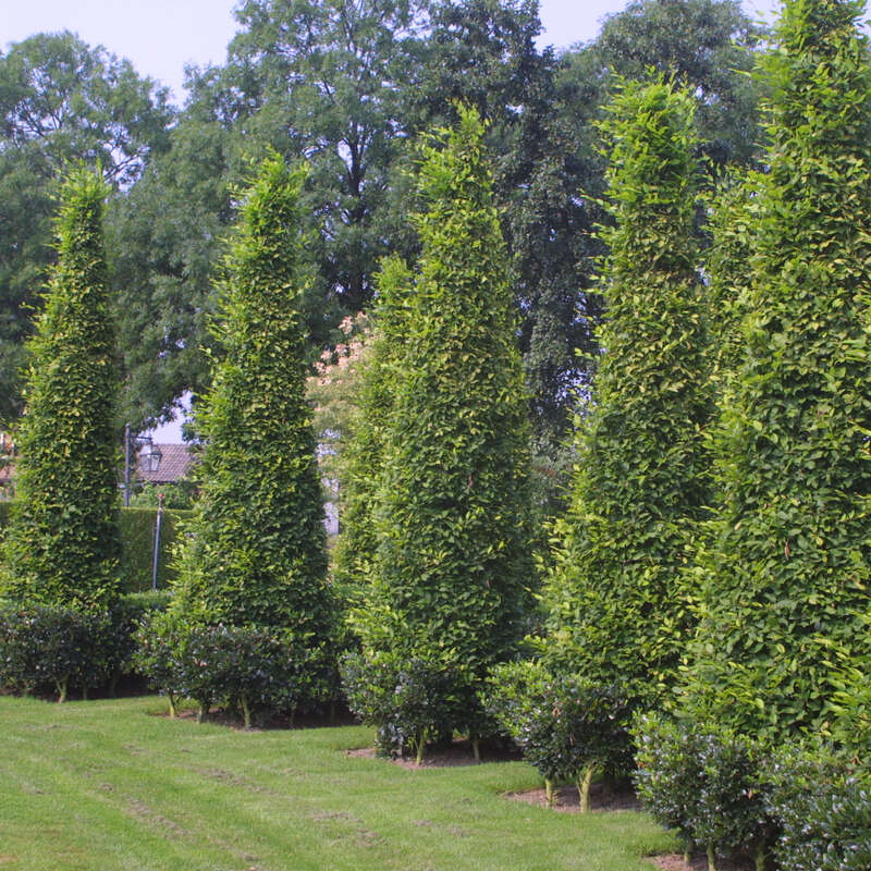 Hainbuche - Carpinus betulus