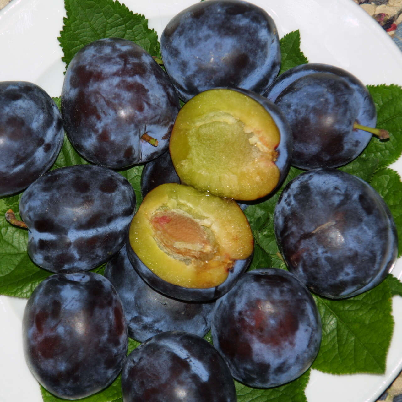 Zwetschke - Prunus dom. 'Wangenheims Frühzw.'