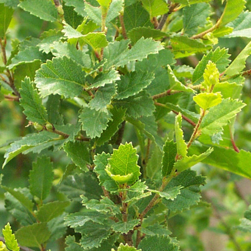 Strauchbirke - Betula humilis