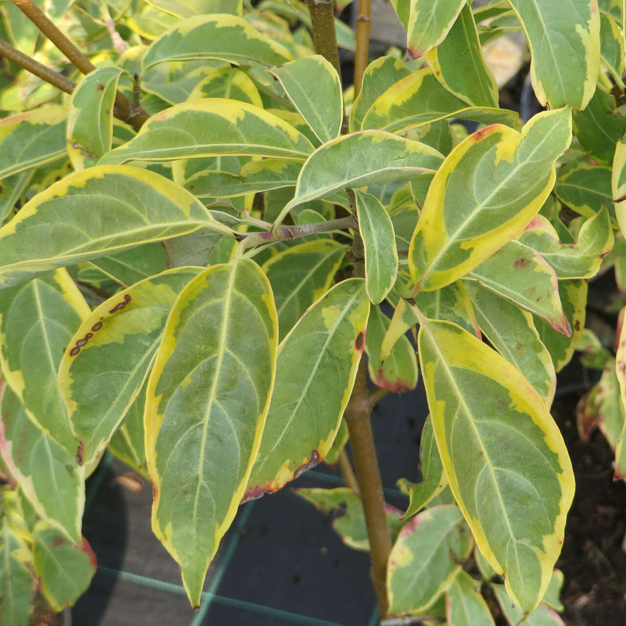 Japanischer Blumenhartriegel - Cornus kousa 'Bonfire' - weiß