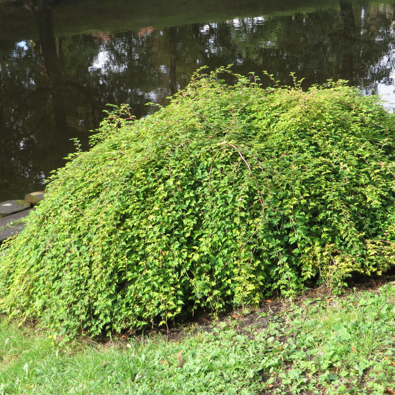 Niedrige Kranzspiere - Stephanandra incisa 'Crispa' - 30/ 40