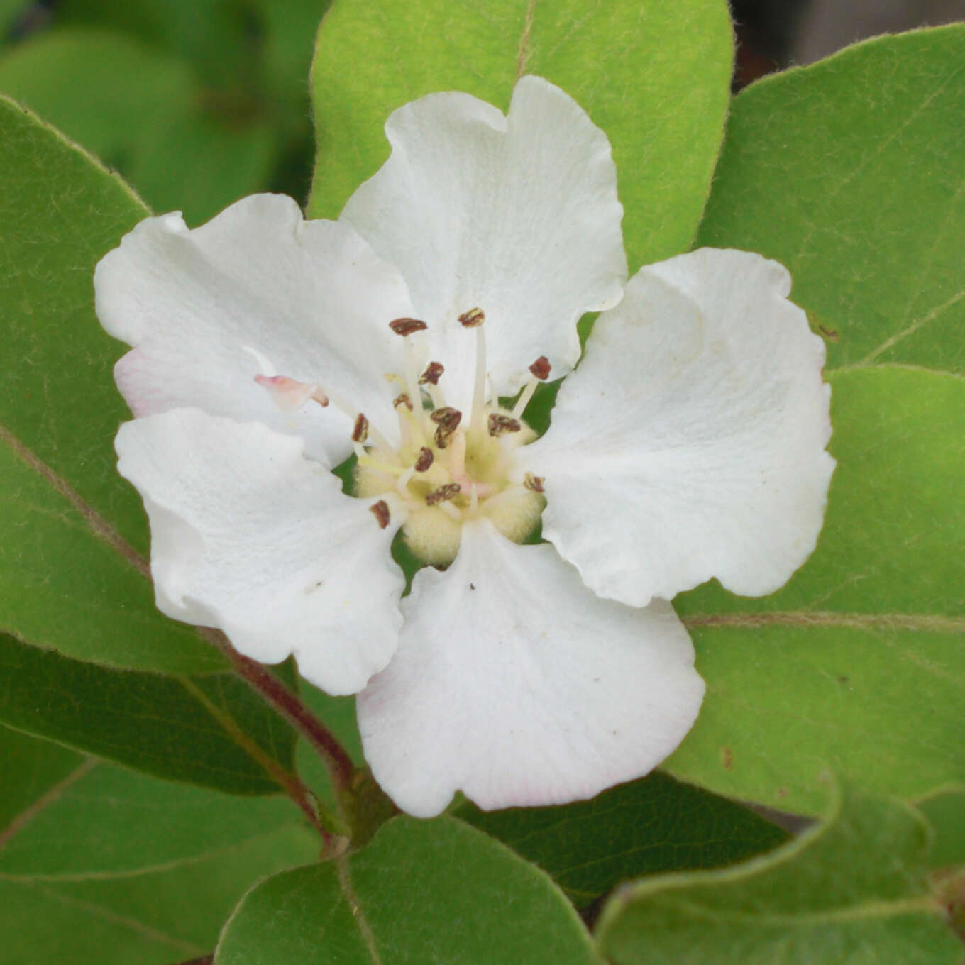 Quittenbirne - Pyronia veitchii - weiß