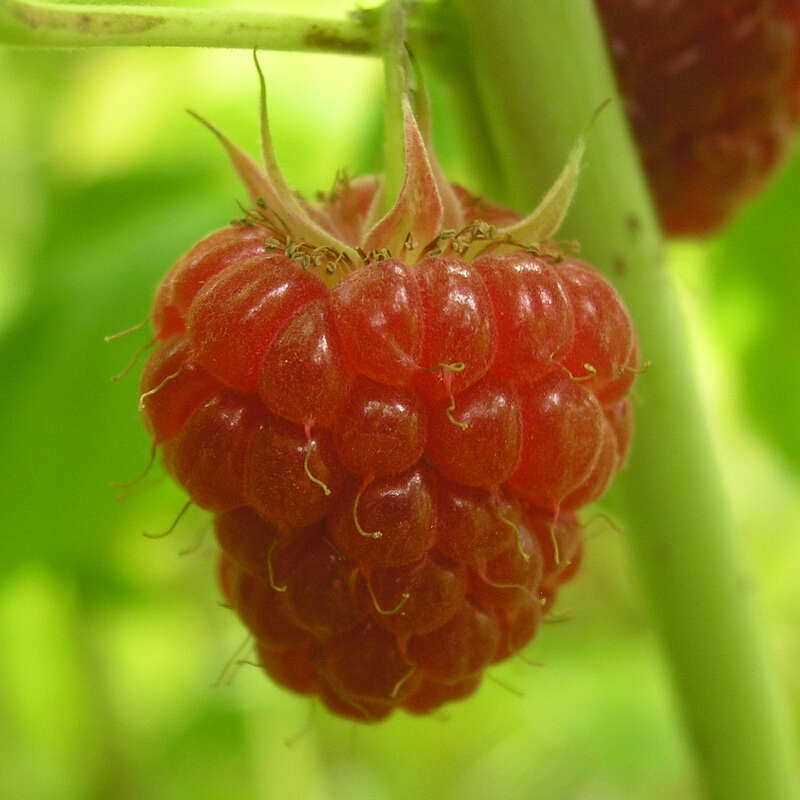 Himbeere - Rubus idaeus 'Zefa III Herbsternte'