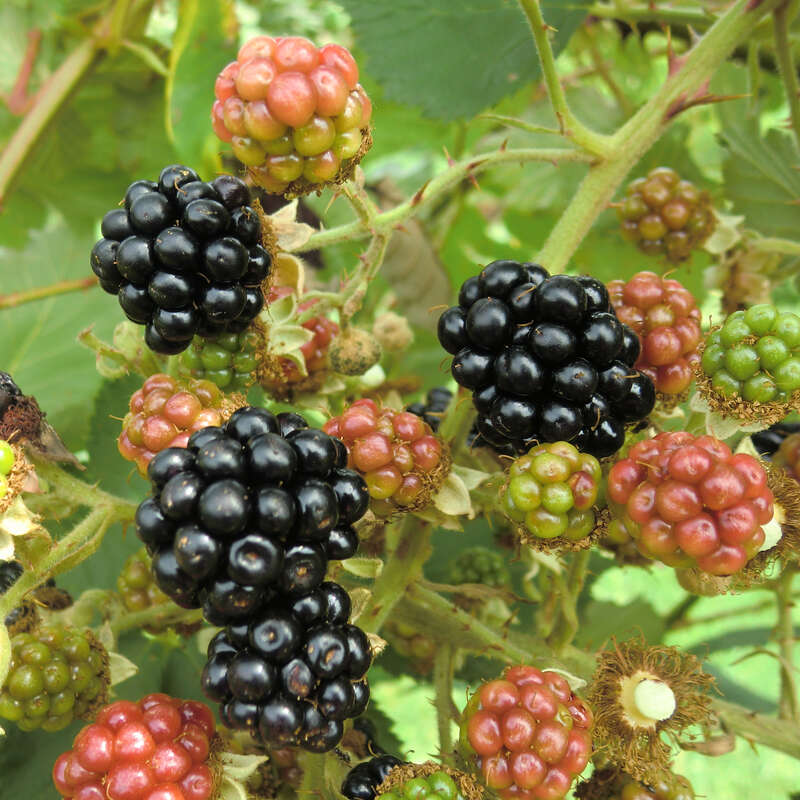 Brombeere - Rubus fruticosus 'Theodor Reimers'
