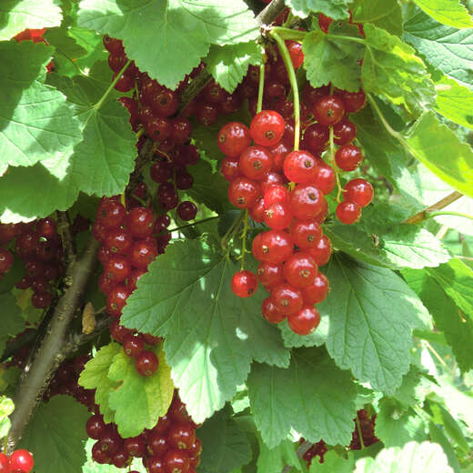 Rote Ribisel - Ribes rubrum 'Rolan' - weiß