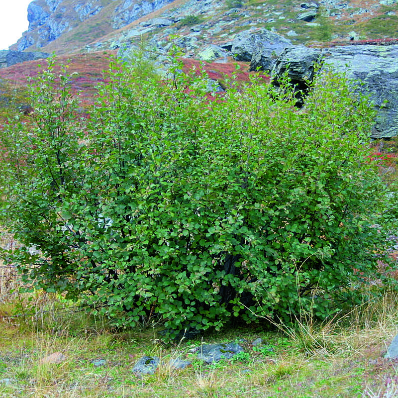 Grünerle - Alnus viridis