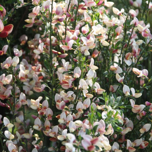 Kriechginster - Cytisus decumbens - gelb