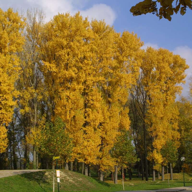 Schwarzpappel - Populus nigra