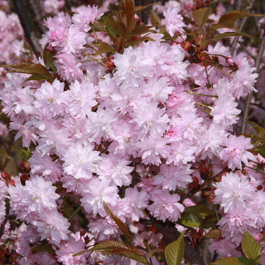 Kurilenkirsche - Prunus nipponica 'Ruby' - rosa