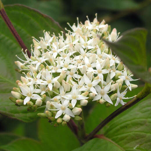Weißer Hartriegel - Cornus alba - weiß