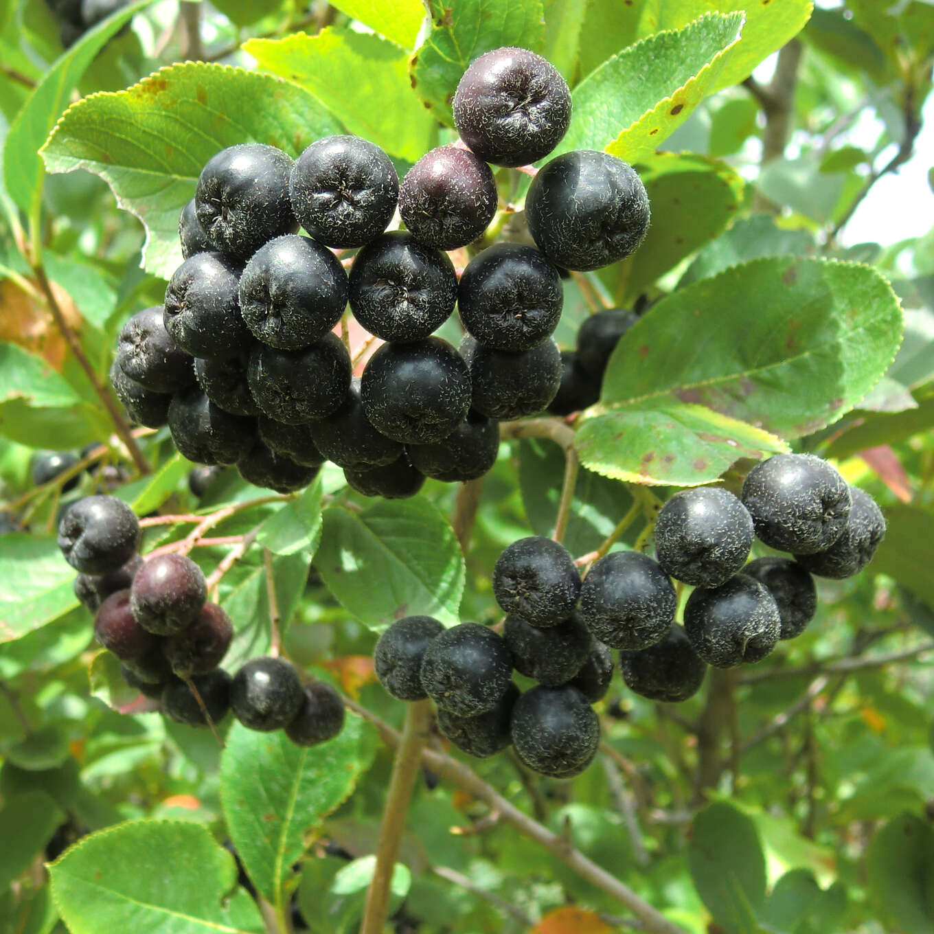 Apfelbeere - Aronia melanocarpa 'Nero'