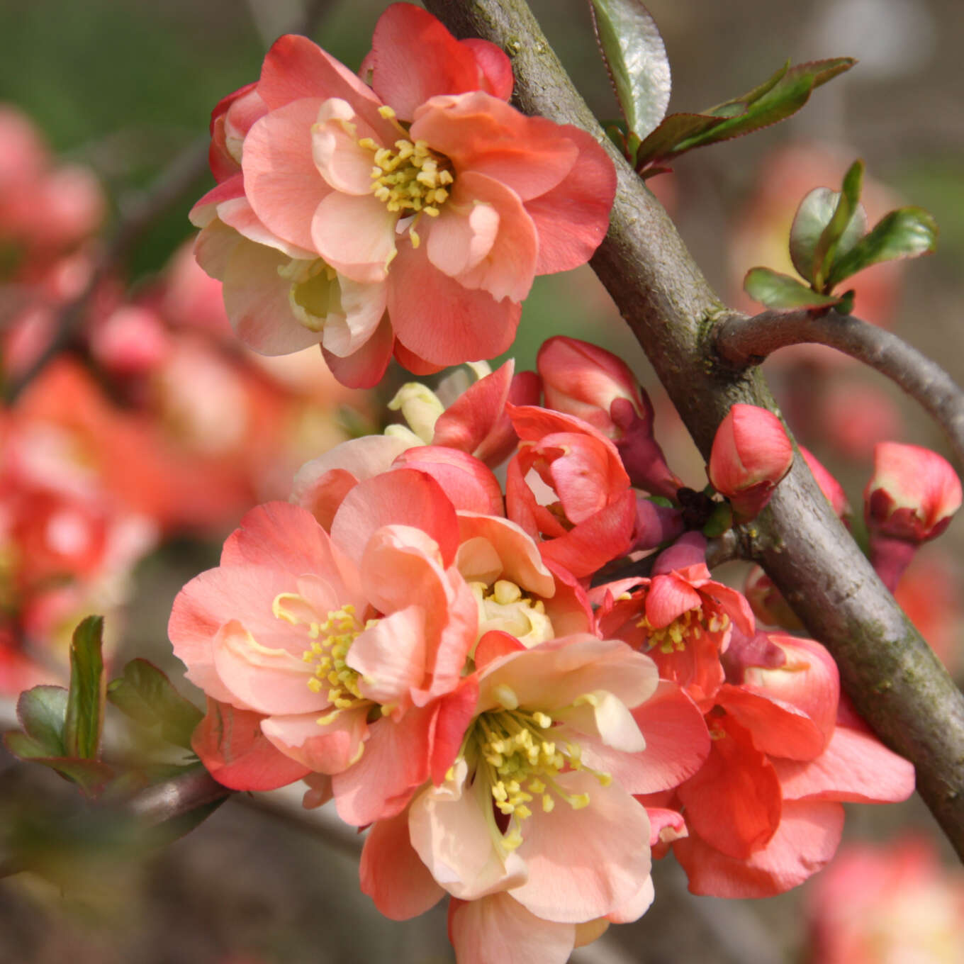 Zierquitte - Chaenomeles 'Falconnet Charlet' - 175/200