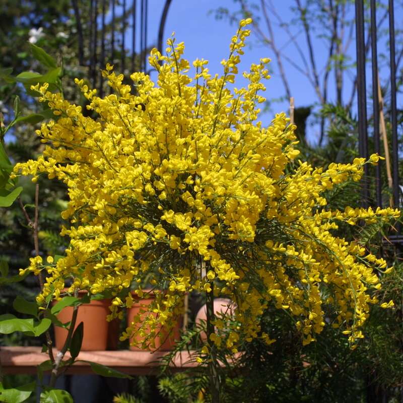 Ginster - Cytisus beanii