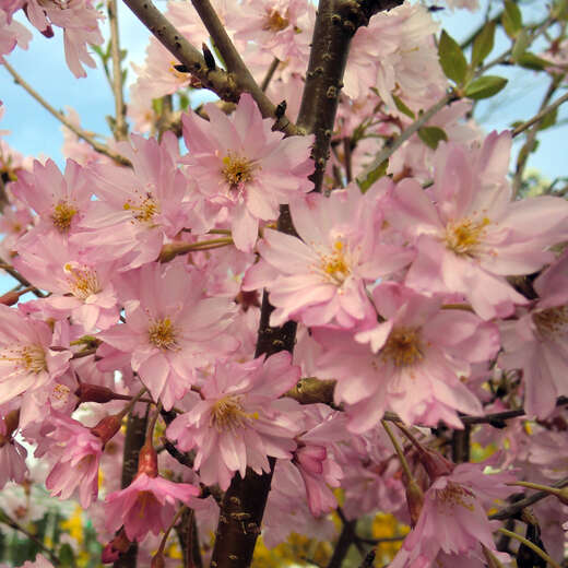 Kurilenkirsche - Prunus nipponica 'Ruby' - rosa
