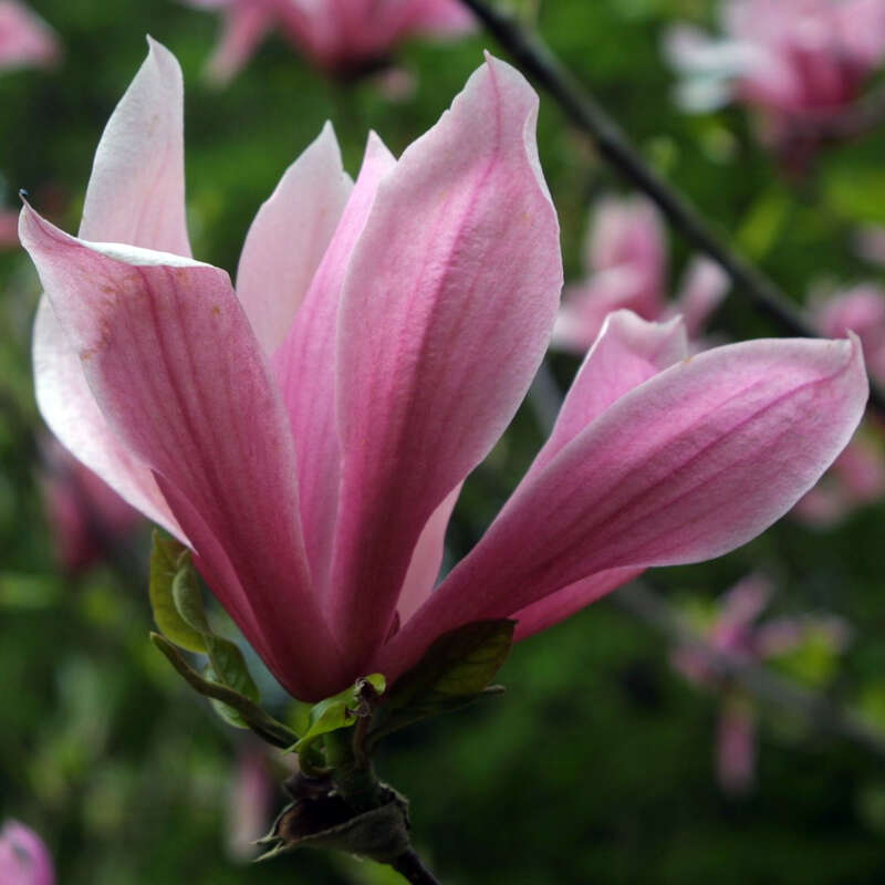 Magnolie - Magnolia 'Spectrum' - rosa