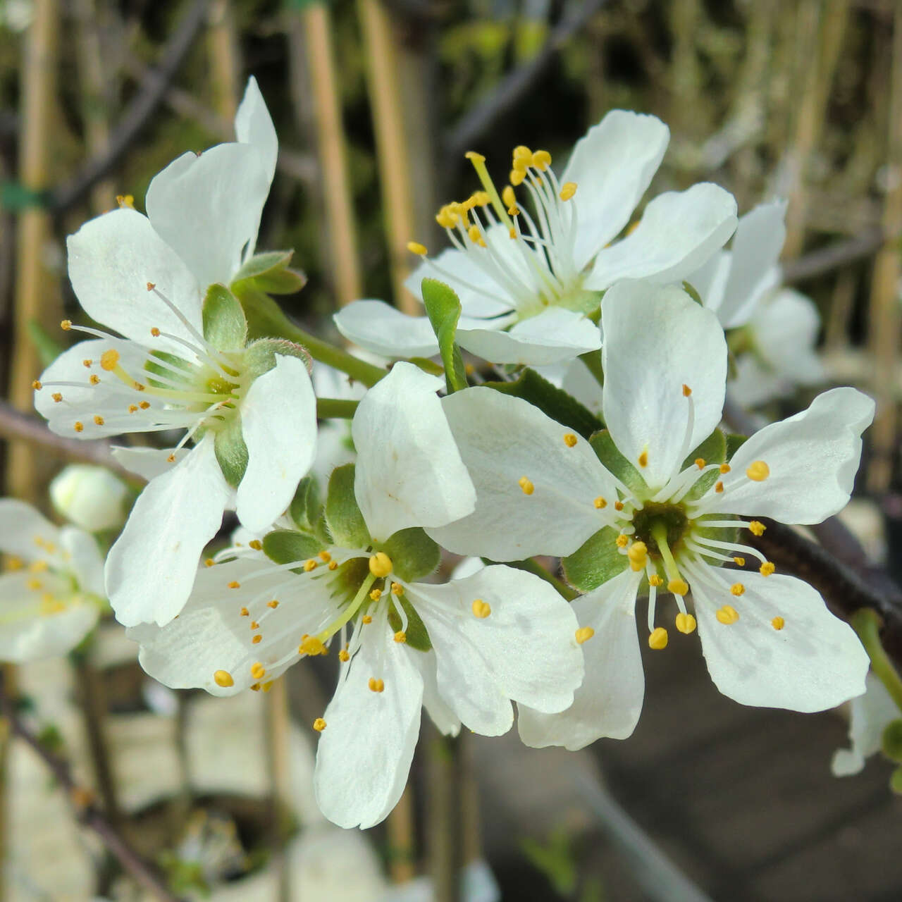 Zwetschke - Prunus domestica 'Cacaks Frühe' - weiß