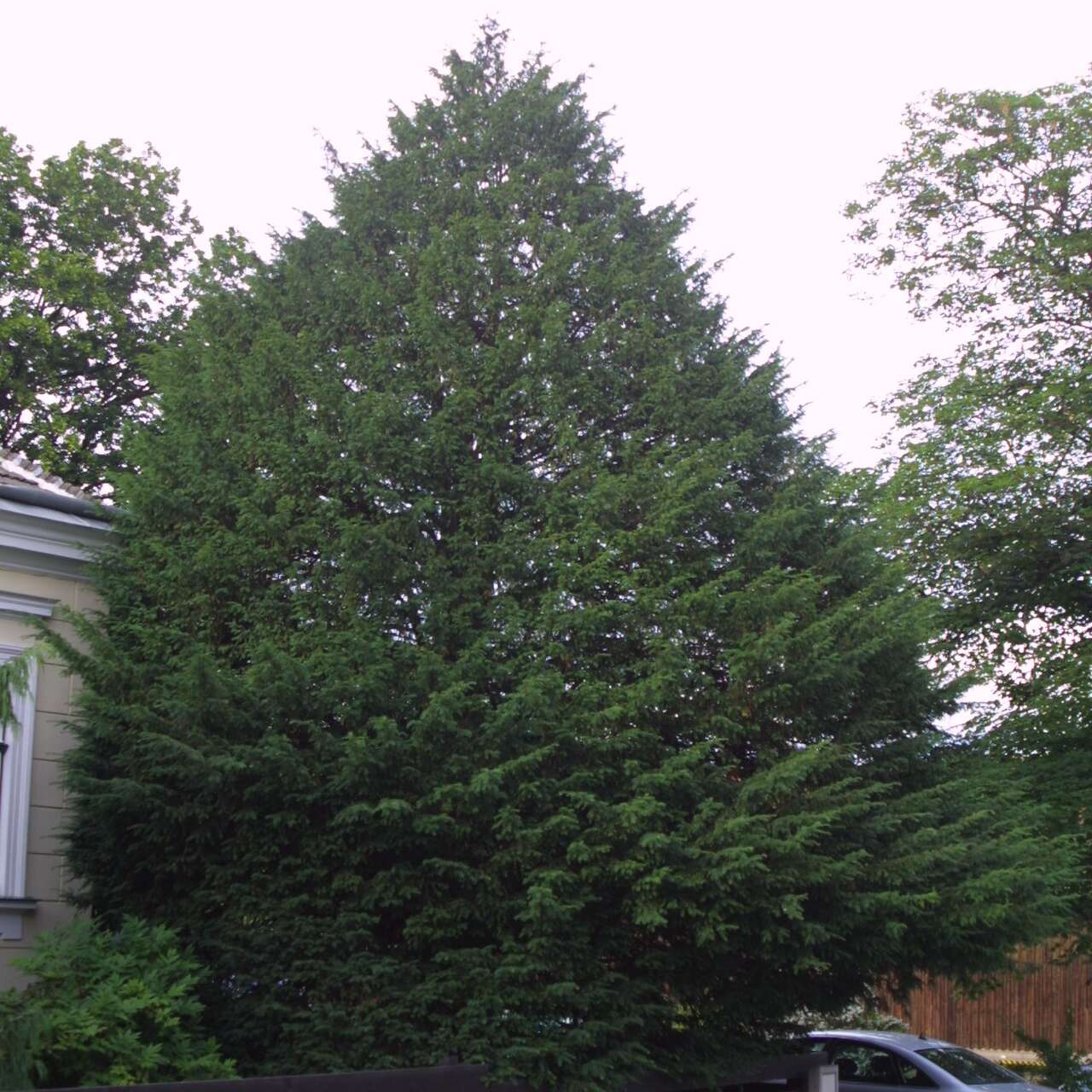 Heimische Eibe - Taxus baccata in Baumschulqualität aus Österreich kaufen