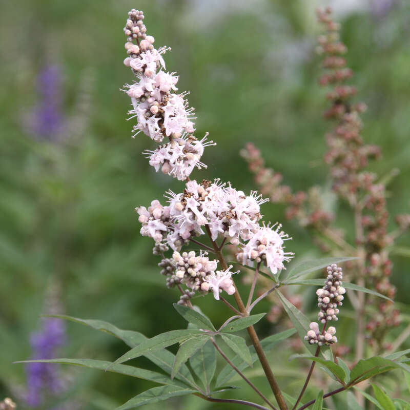 Weißer Mönchspfeffer - Vitex agnus-castus 'Alba' - weiß