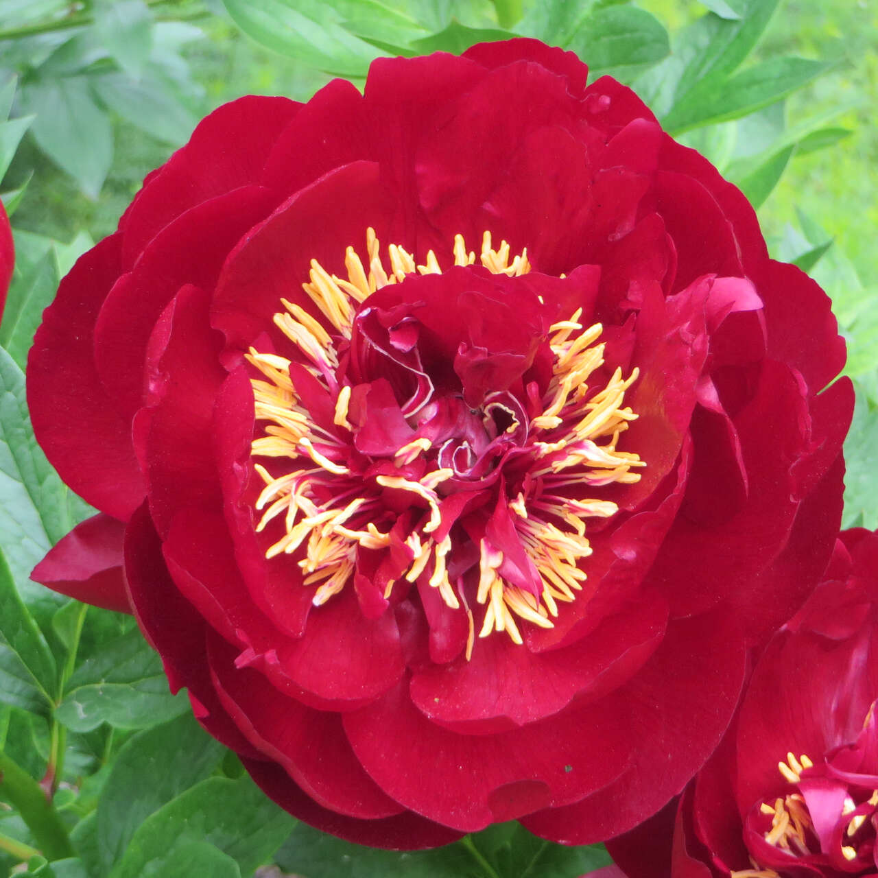 Pfingstrose - Paeonia lactiflora 'Buckeye Belle' - rot