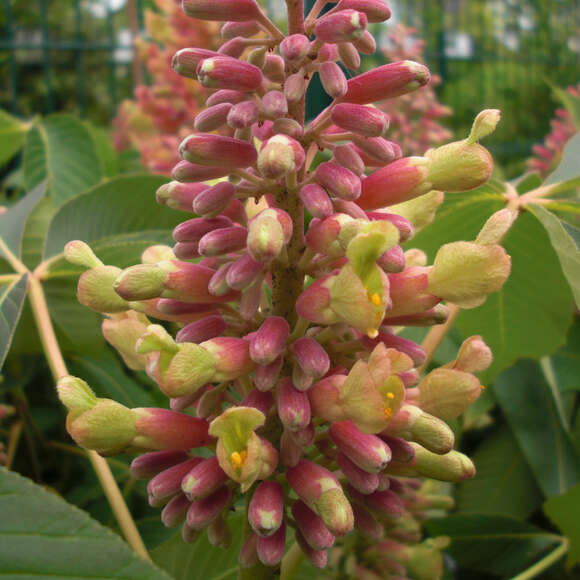 Zwergpavie - Aesculus pavia 'Humilis' - rot