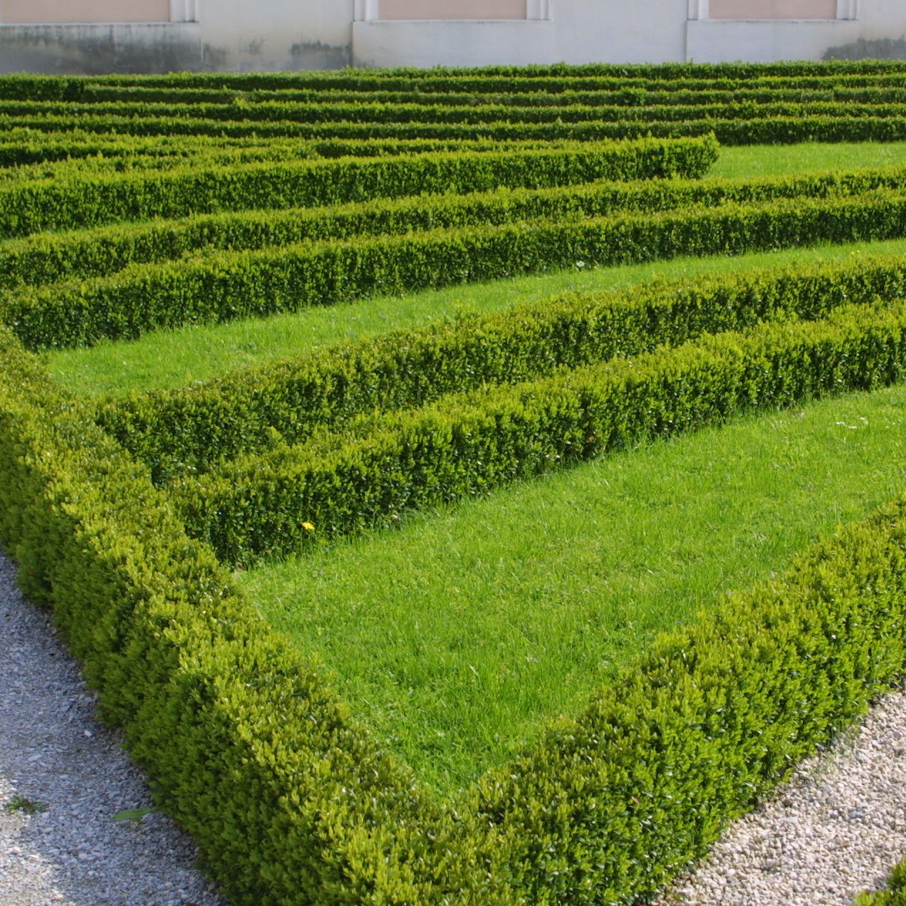 Buchs - Buxus sempervirens - grün
