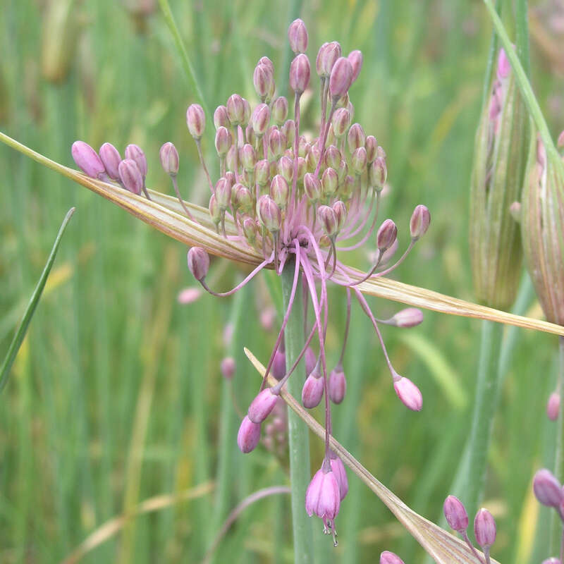 Zierlauch - Allium carinatum pulchellum - rosa