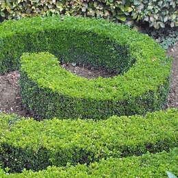 Buchs - Buxus sempervirens - grün