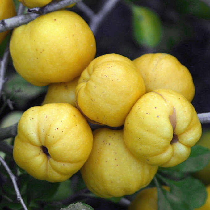 Nordische Zitrone - Chaenomeles 'Cido' - rot