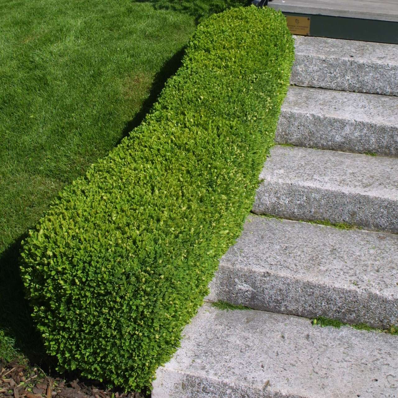 Zwergbuchs - Buxus sempervirens 'Suffruticosa' - grün