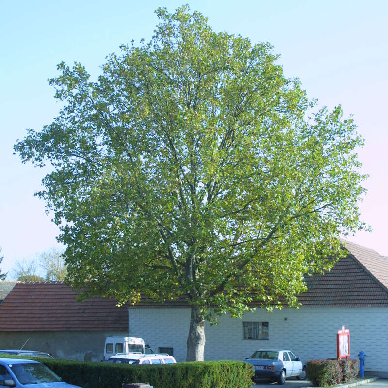 Platane - Platanus hispanica