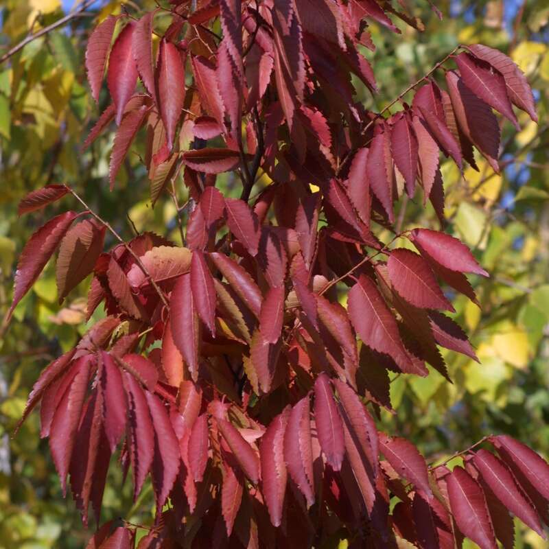 Zelkove - Zelkova serrata 'Vulkan'