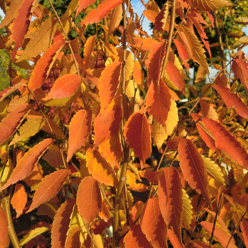 Zelkove - Zelkova serrata 'Musashino'