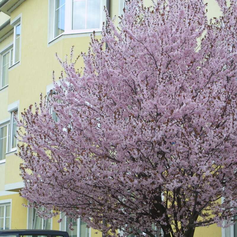 Blutpflaume - Prunus cerasifera 'Nigra' - rosa
